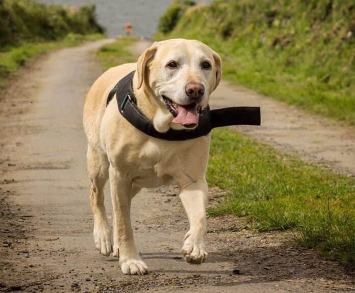 Understanding Labrador Retrievers' Body Language: A Guide for Dog ... Understanding Labrador Retrievers' Body Language: A Guide for Dog ...